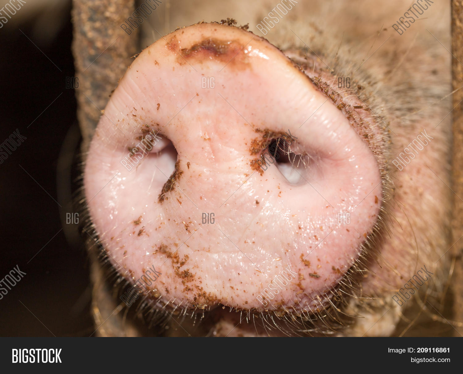 Pig Nose . Park Nature Image & Photo (Free Trial) | Bigstock