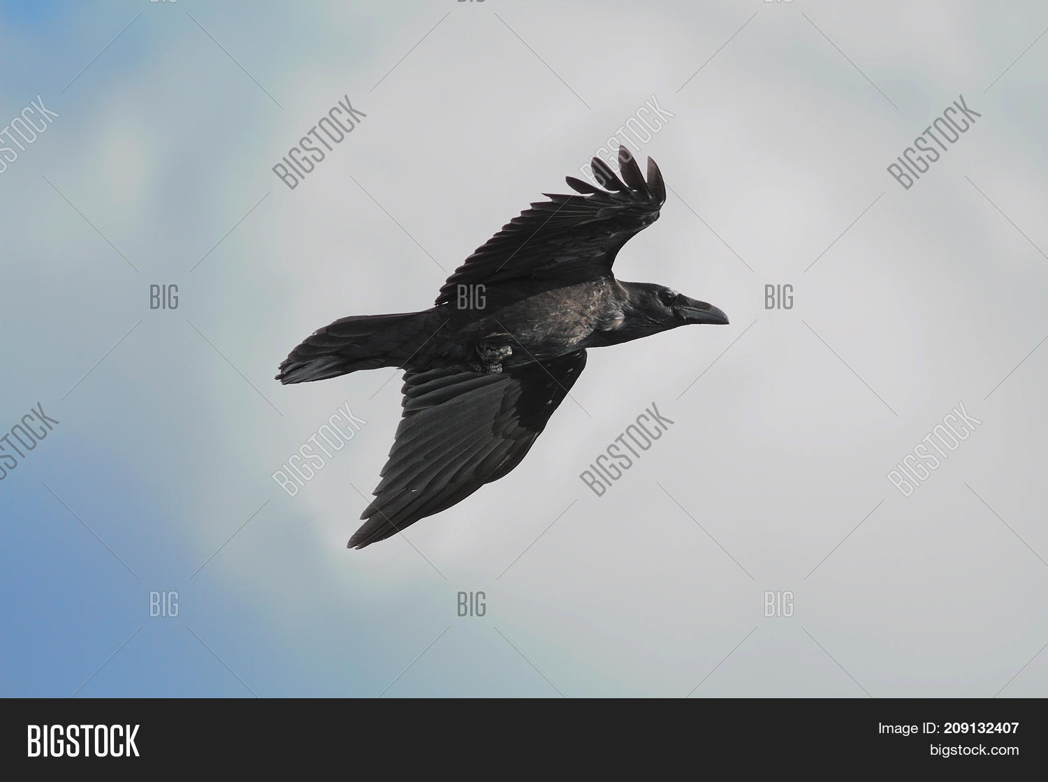 Black Raven Flying Image & Photo (Free Trial) | Bigstock