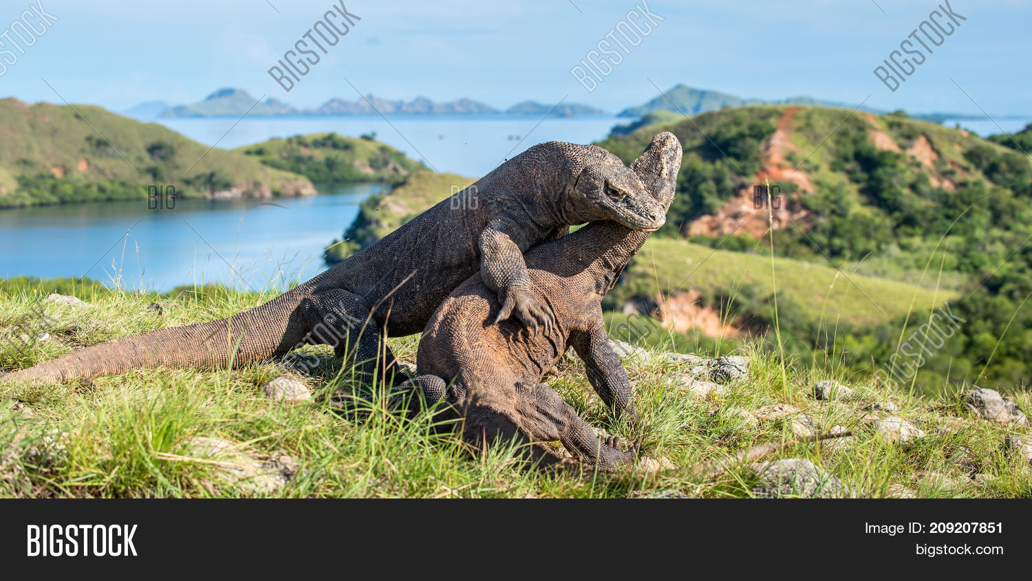 Fighting Komodo Image & Photo (Free Trial) | Bigstock