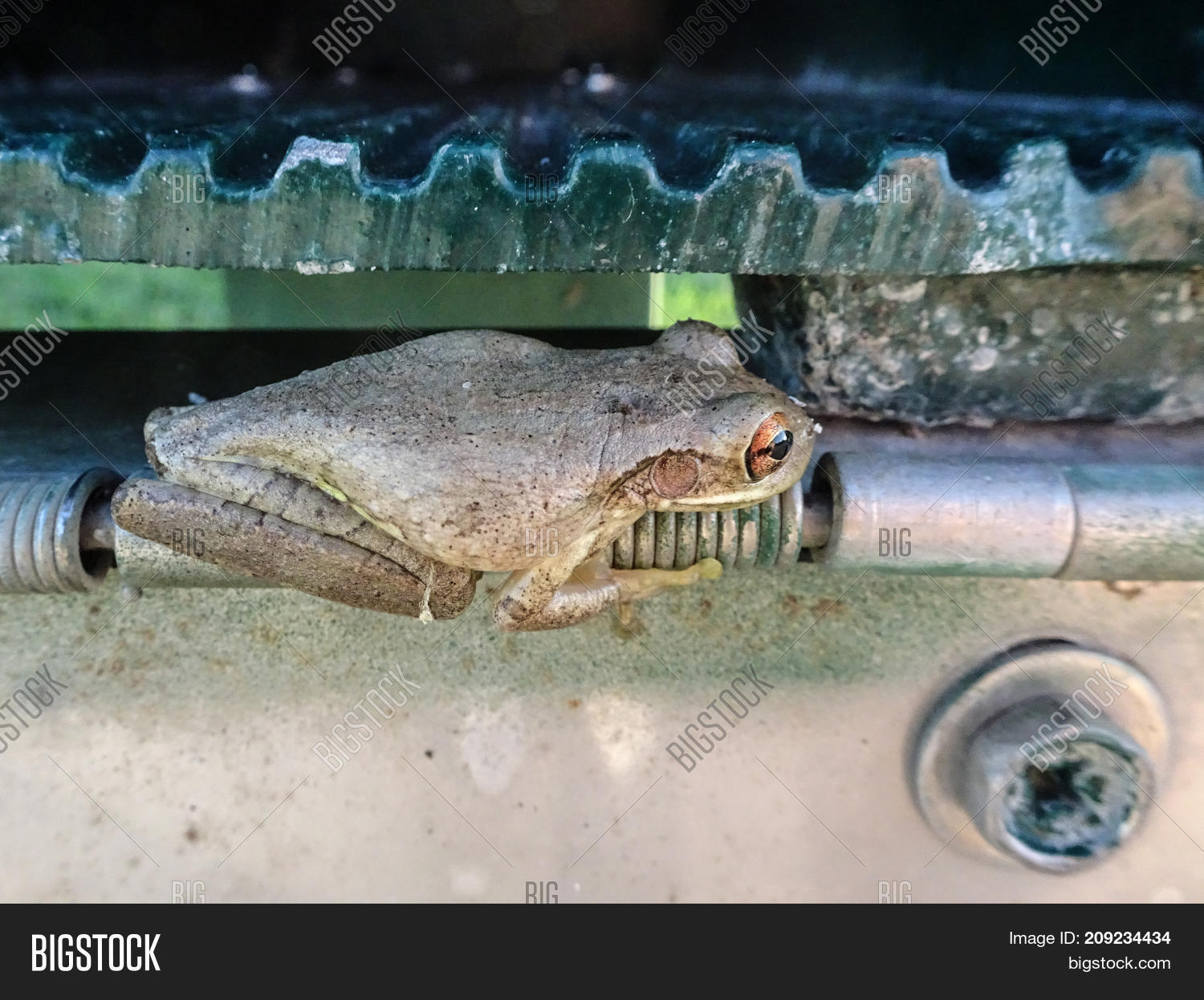 Side View Frog Image & Photo (Free Trial) | Bigstock