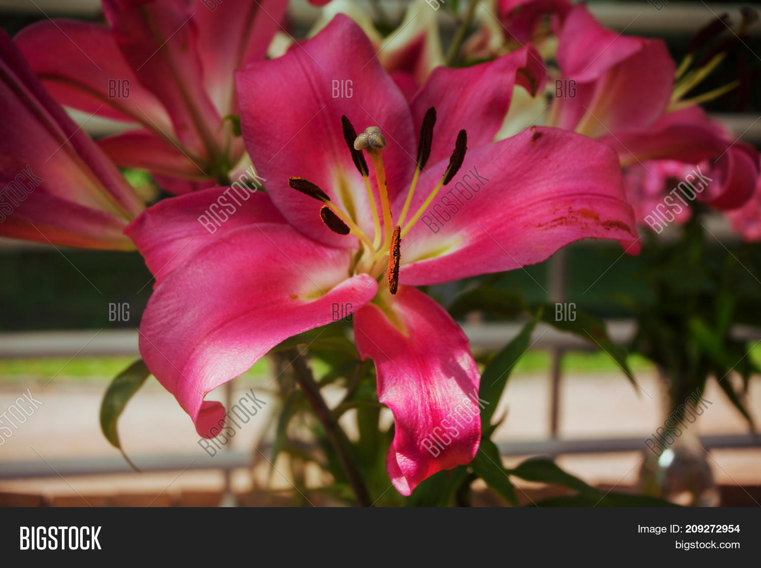 Pink Lily Long Petals Image & Photo (Free Trial) | Bigstock