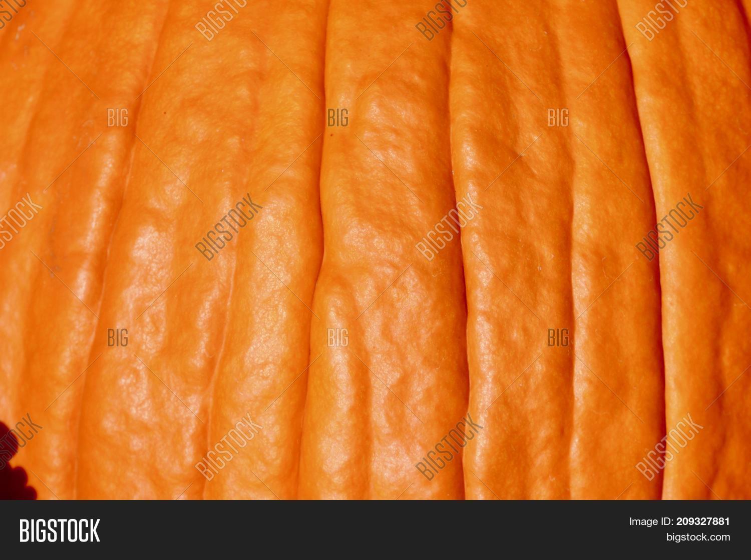 Pumpkin Stem Macro Image & Photo (Free Trial) | Bigstock