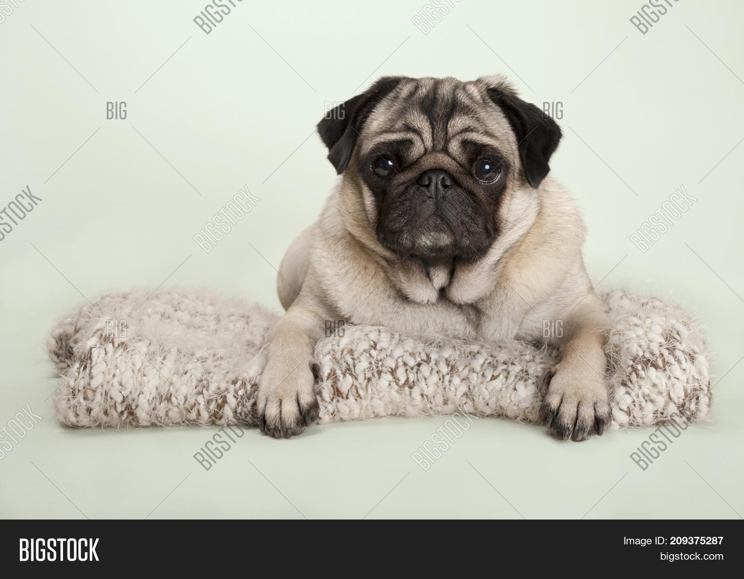 Beautiful Pug Puppy Image & Photo (Free Trial) | Bigstock