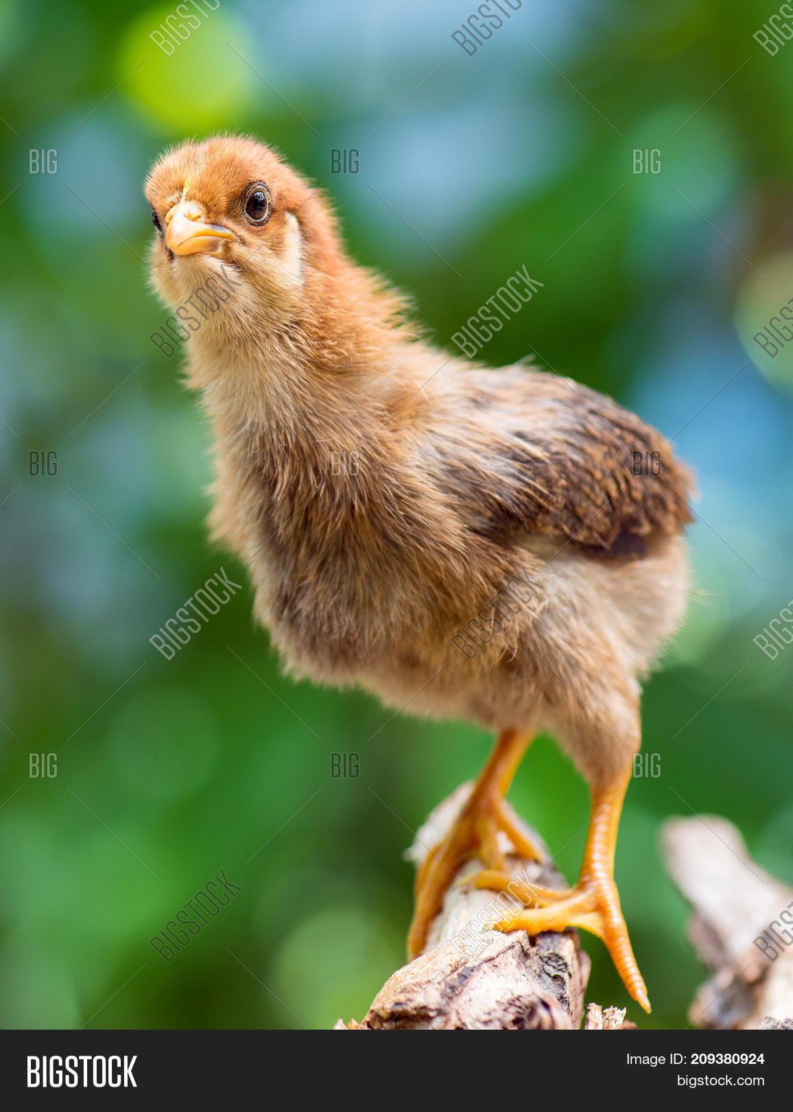Baby Chicken Poultry Image & Photo (Free Trial) | Bigstock