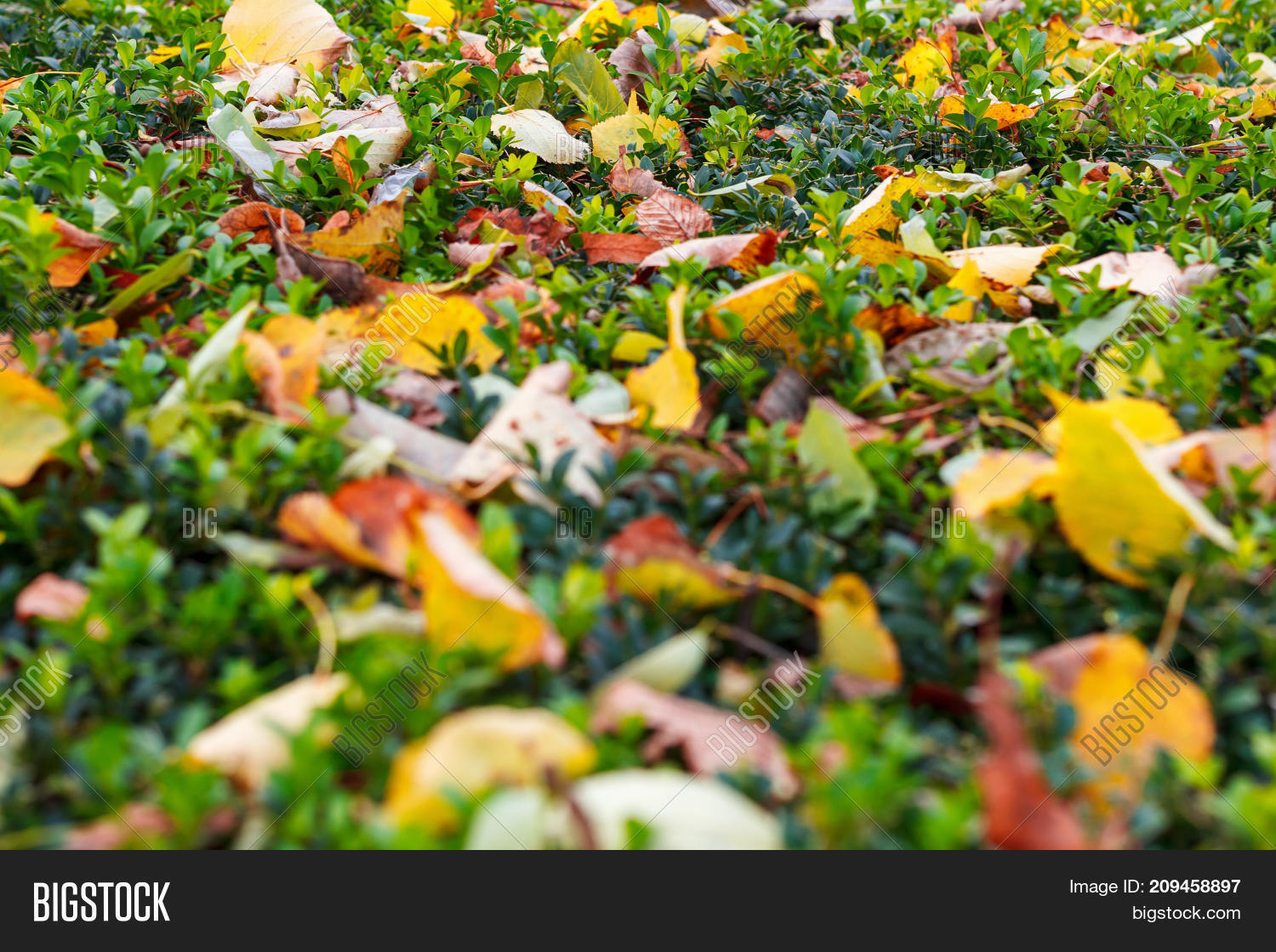 Texture Grass Leaves Image & Photo (Free Trial) | Bigstock