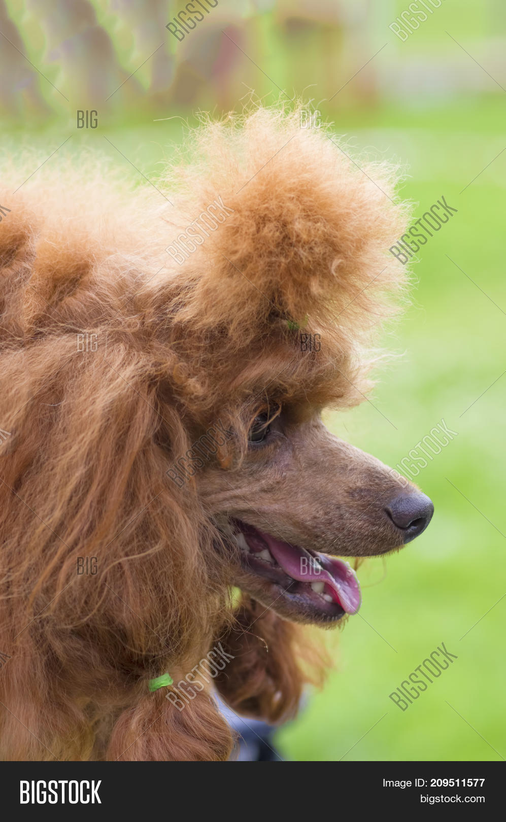 Red-haired Poodle Dog Image & Photo (Free Trial) | Bigstock
