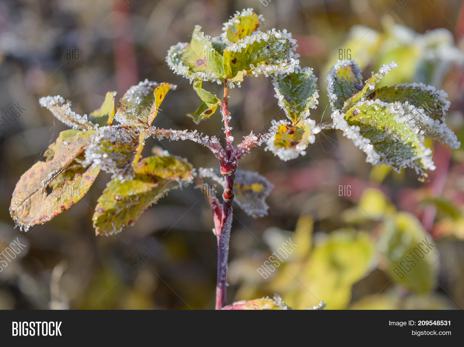Autumn Autumn Frost Image & Photo (Free Trial) | Bigstock