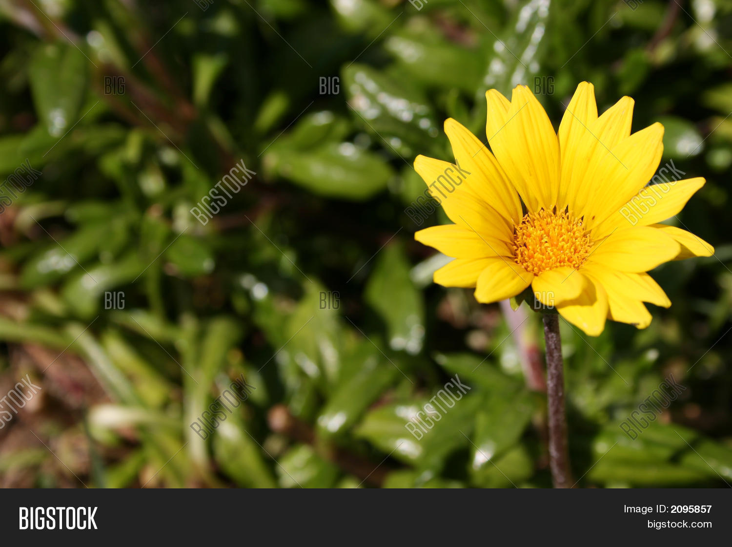 Compositae Asteraceae Image & Photo (Free Trial) | Bigstock