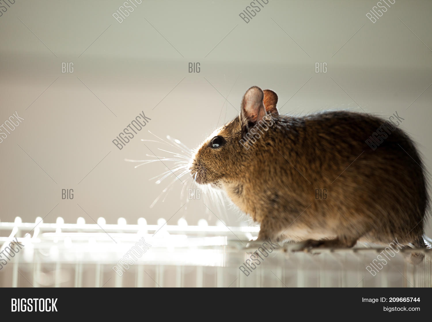 Rodent Degu Sits Cage Image & Photo (Free Trial) | Bigstock