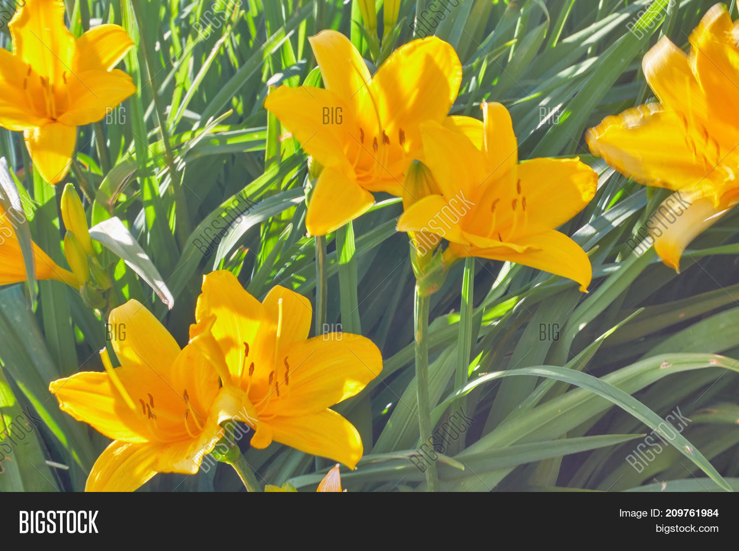 Yellow Lily Flowers Image & Photo (Free Trial) | Bigstock
