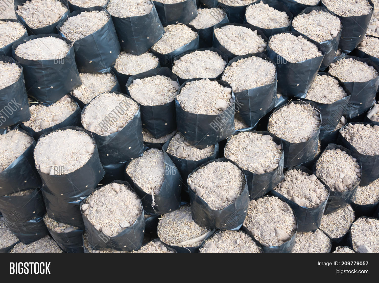 Soil Bags Propagated Image & Photo (Free Trial) | Bigstock