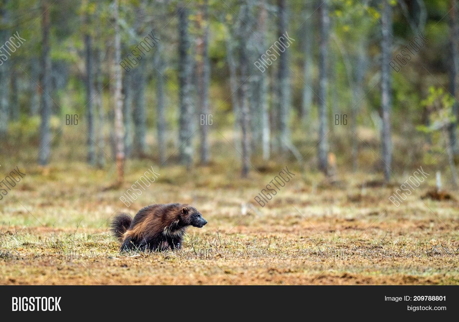 Wolverine Wild Nature Image & Photo (Free Trial) | Bigstock