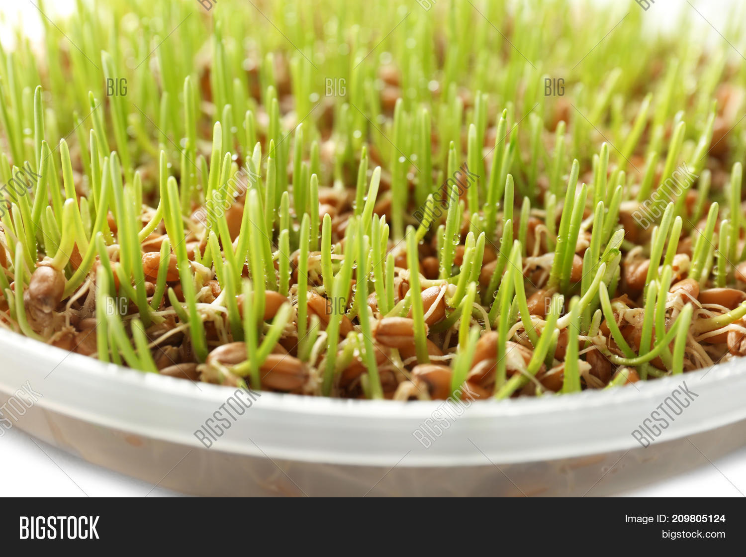Fresh Wheat Grass Image & Photo (Free Trial) | Bigstock