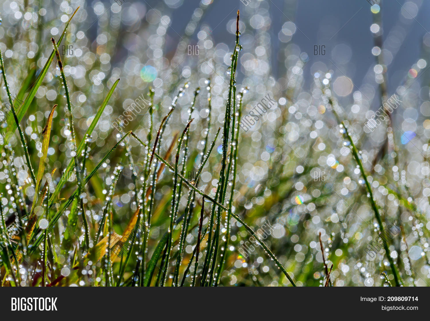 Fresh Grass Dew Drops Image & Photo (Free Trial) | Bigstock