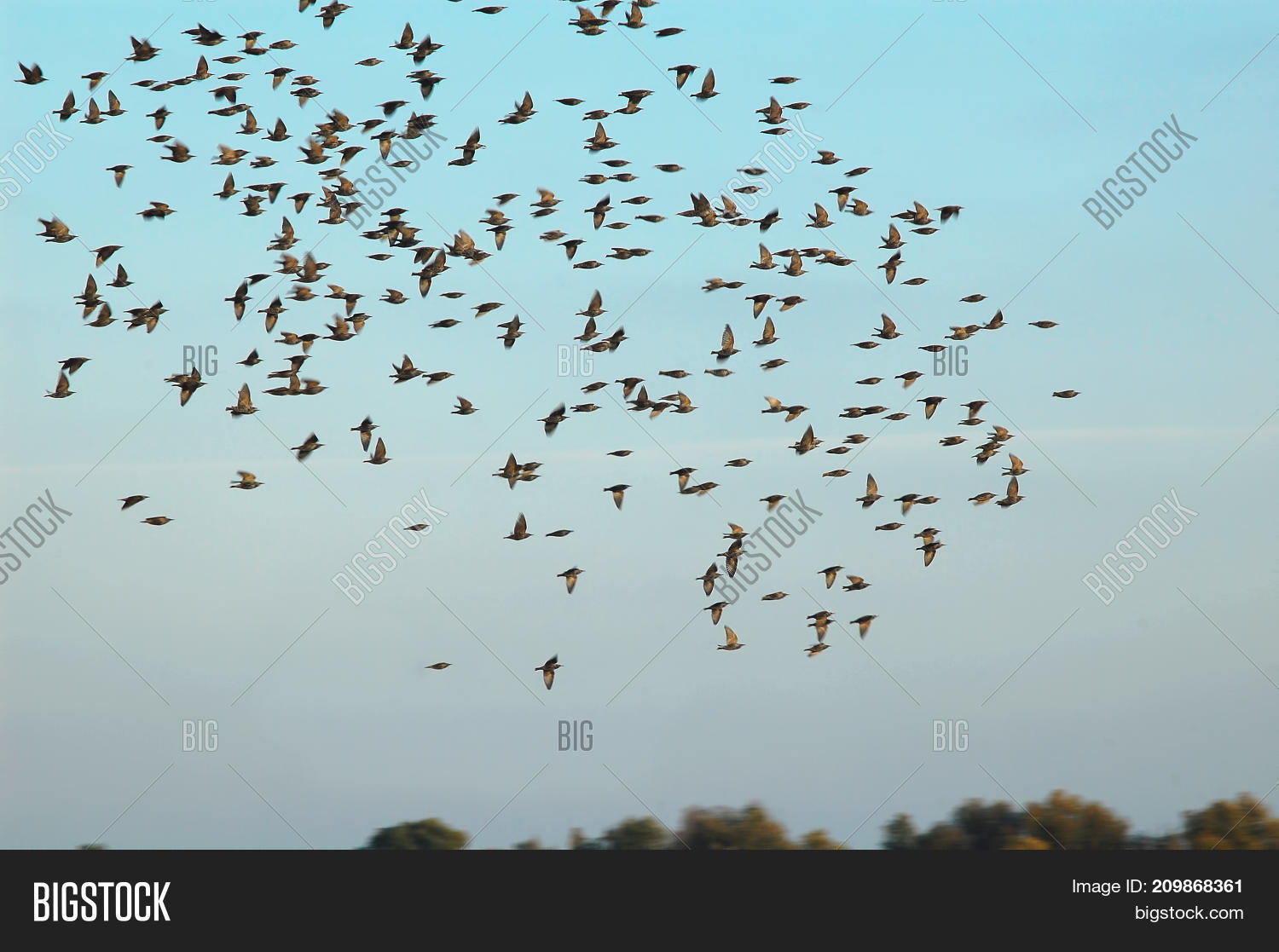 Flock Flying Birds On Image & Photo (Free Trial) | Bigstock