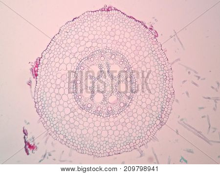 Cross Sections Plant Image & Photo (Free Trial) | Bigstock