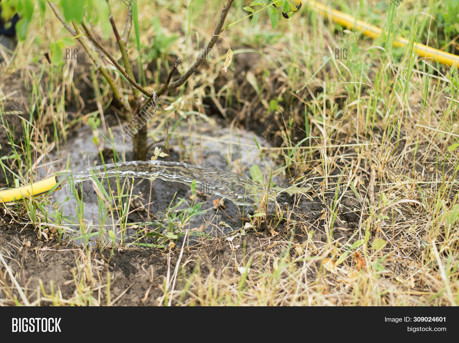 Watering Small Tree Image & Photo (Free Trial) | Bigstock