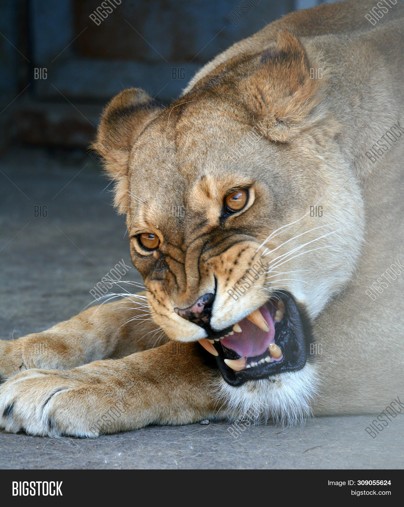 Lioness Zoo Open Mouth Image & Photo (Free Trial) | Bigstock