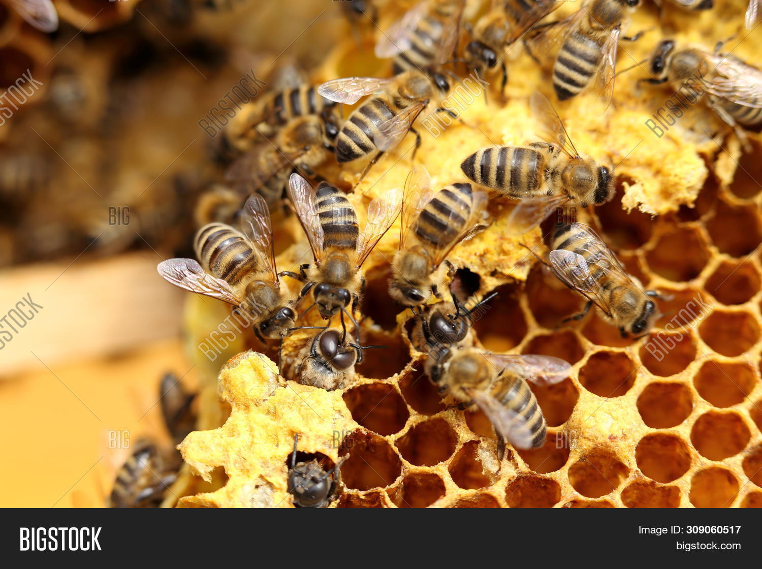 Some Honey Bees Image & Photo (Free Trial) | Bigstock