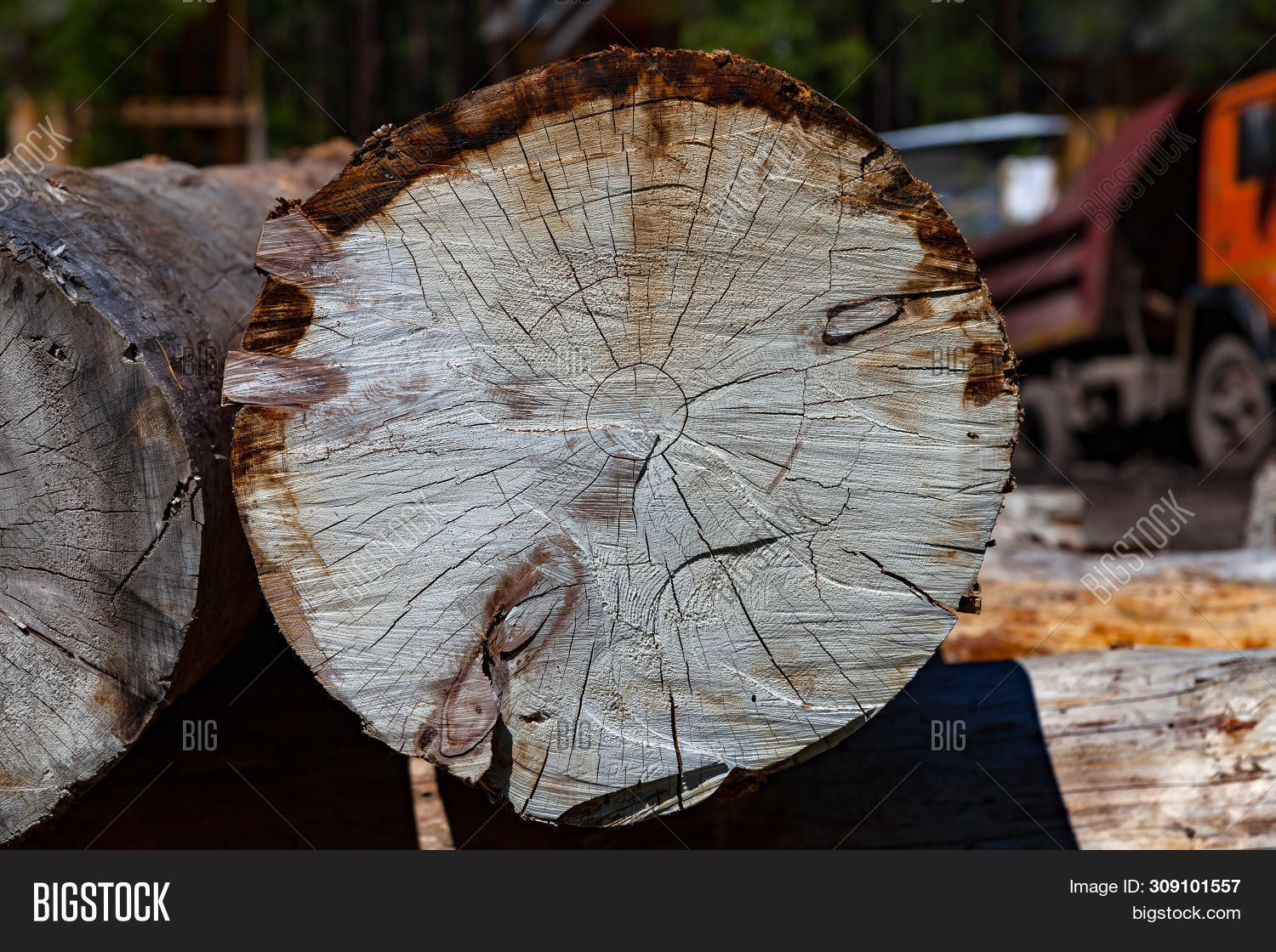 Large Sawn Round Pine Image & Photo (Free Trial) | Bigstock