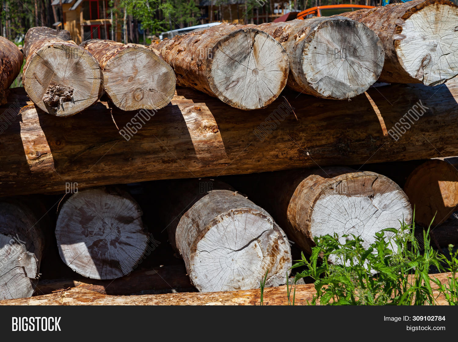 Large Sawn Round Pine Image & Photo (Free Trial) | Bigstock
