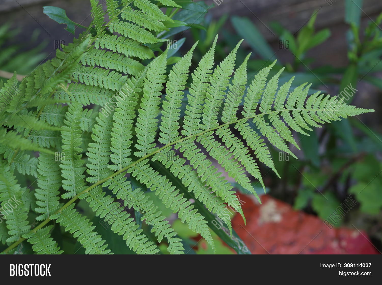 Beautyful Ferns Leaves Image & Photo (Free Trial) | Bigstock