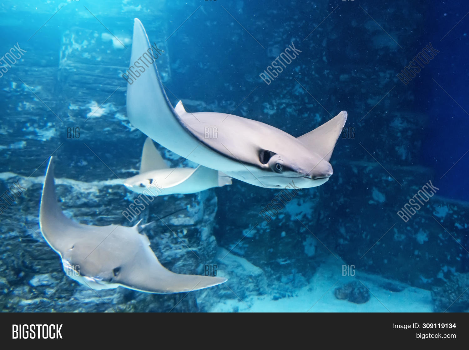 Group Stingrays Image & Photo (Free Trial) | Bigstock