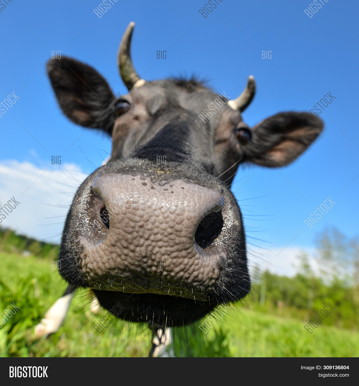 Animal Big Snout. Image & Photo (Free Trial) | Bigstock