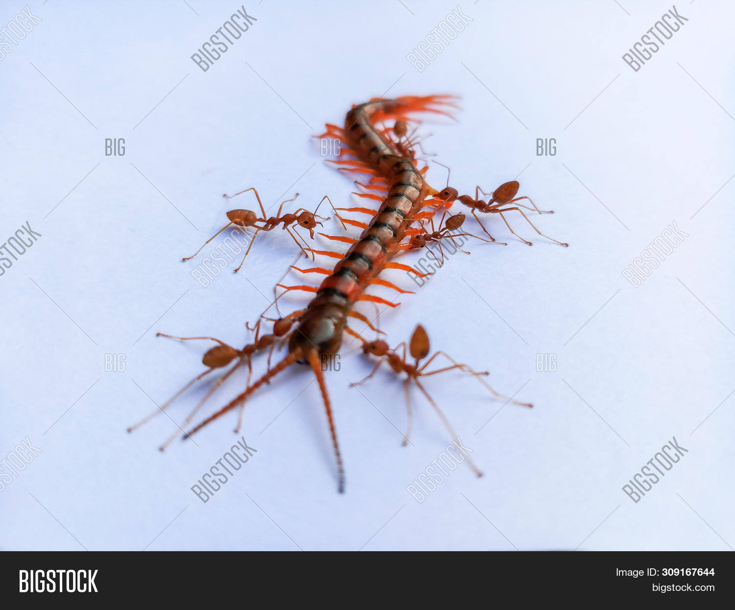 Red Ant Group Working Image & Photo (Free Trial) | Bigstock