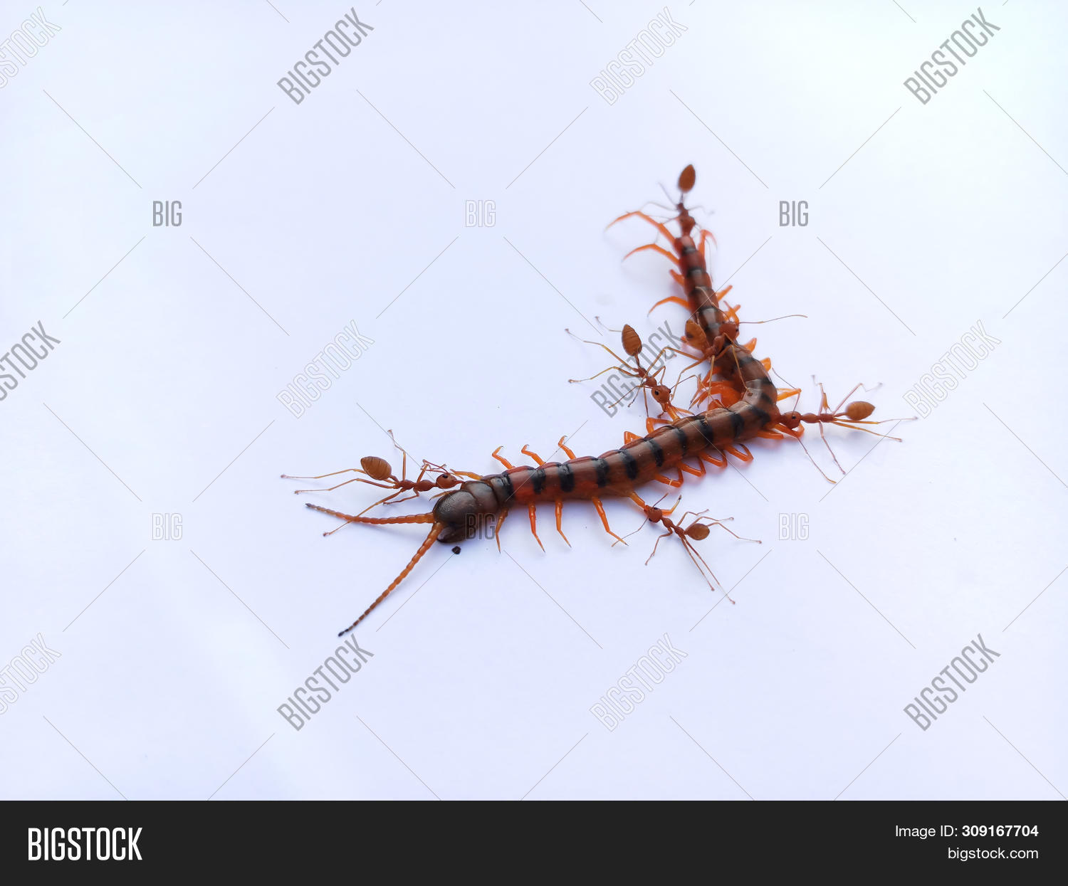 Red Ant Group Working Image & Photo (Free Trial) | Bigstock