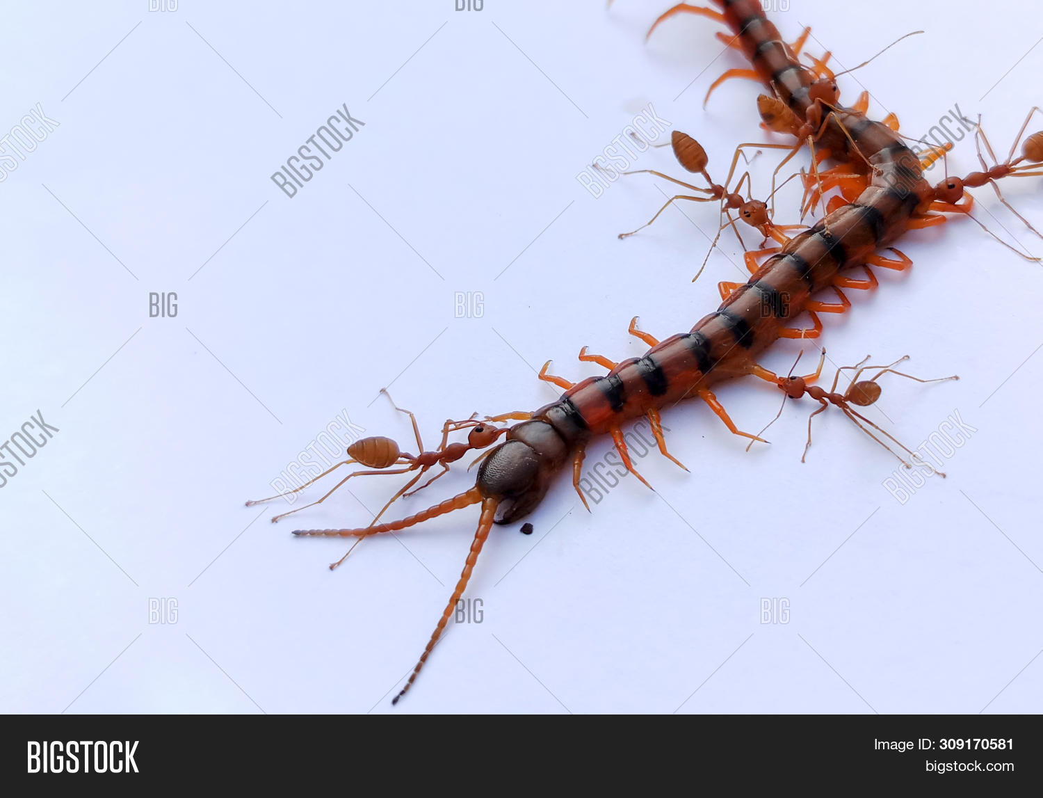 Red Ant Group Working Image & Photo (Free Trial) | Bigstock