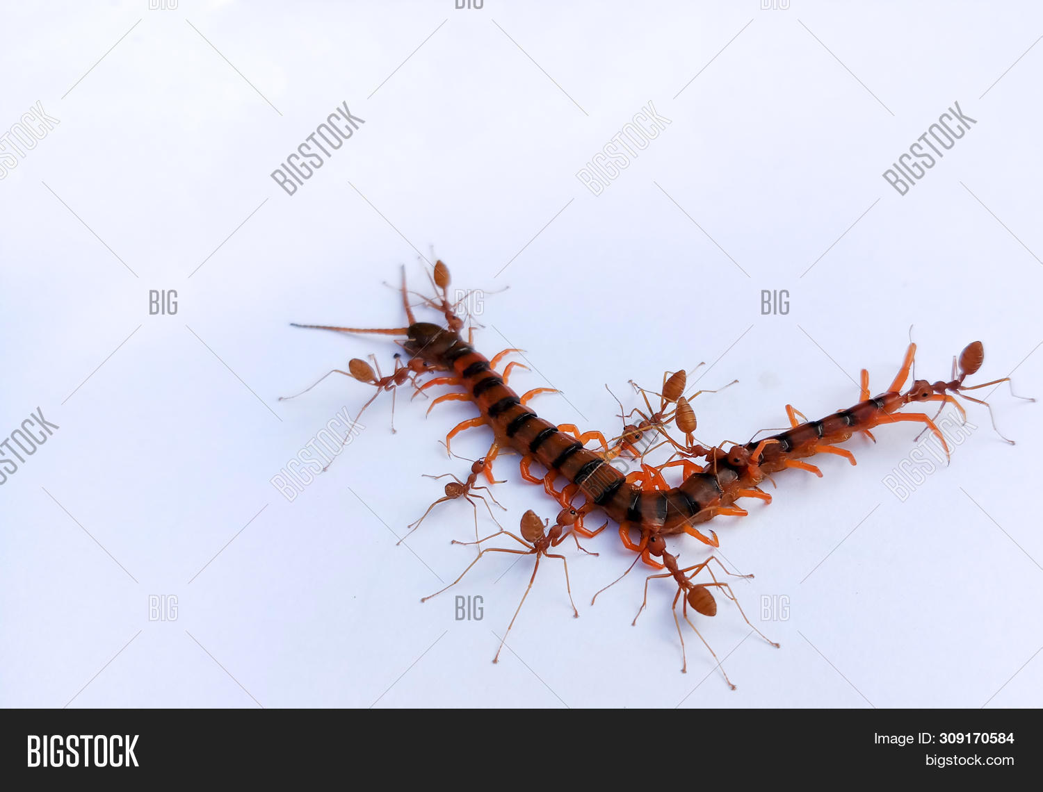 Red Ant Group Working Image & Photo (Free Trial) | Bigstock