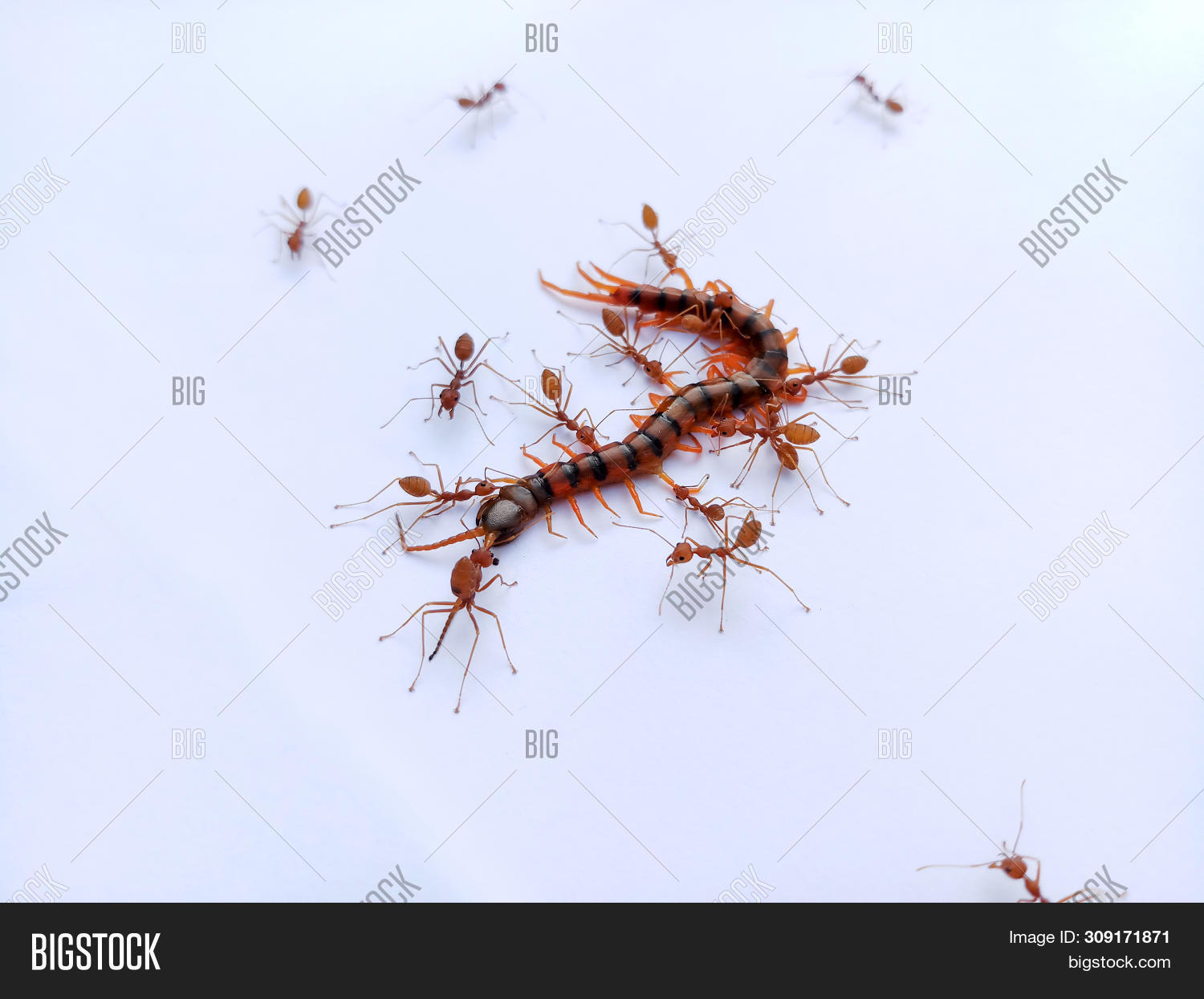 Red Ant Group Working Image & Photo (Free Trial) | Bigstock