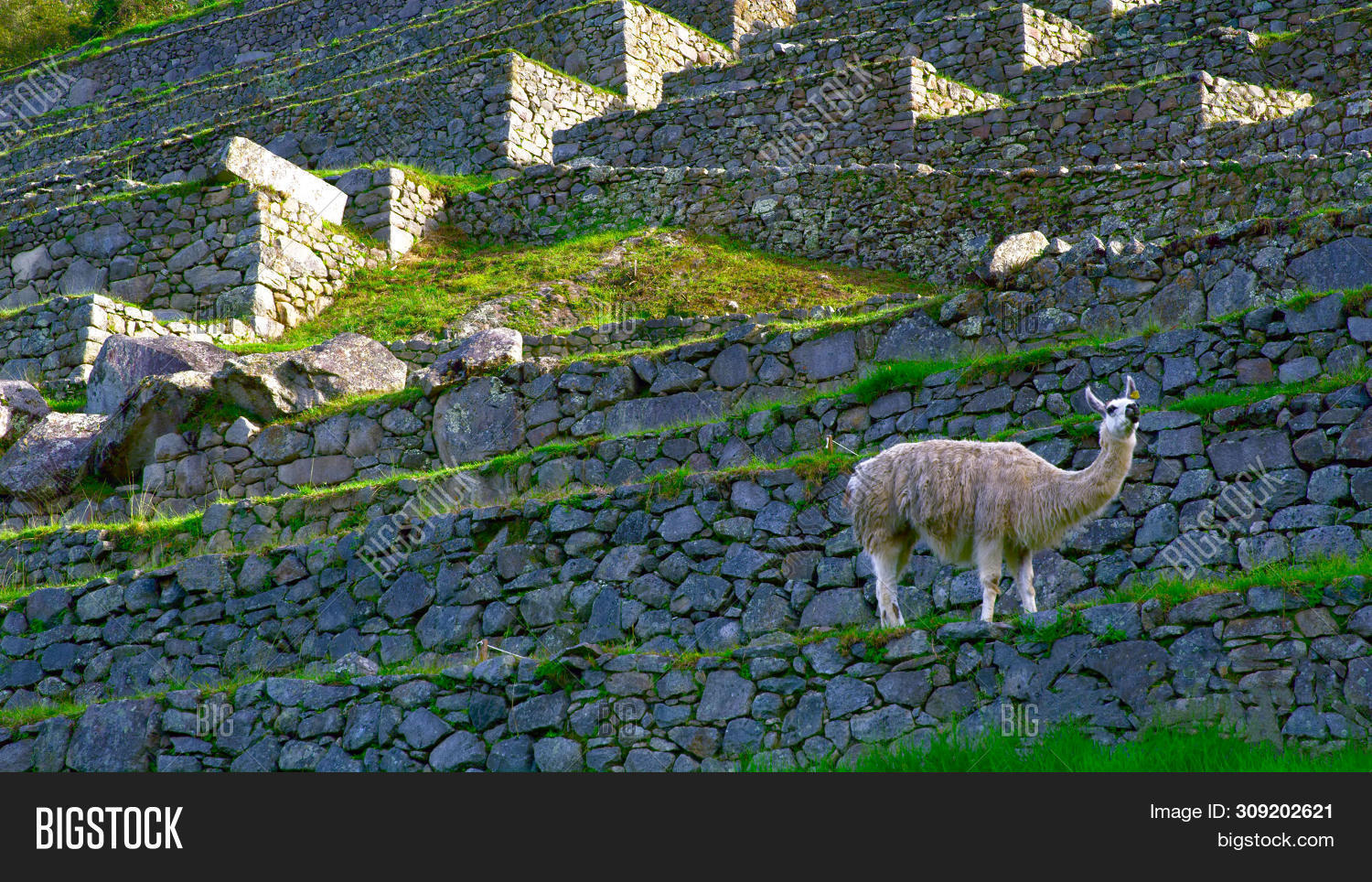 Lama Walks Stone Steps Image & Photo (Free Trial) | Bigstock
