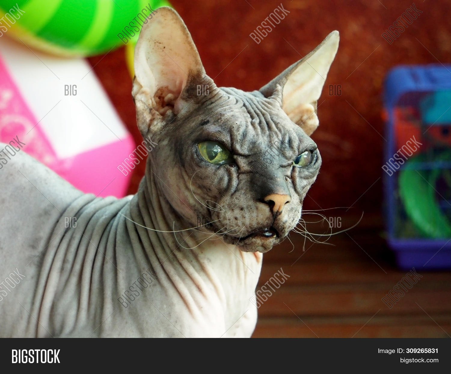 Old Pedigreed Cat Image & Photo (Free Trial) | Bigstock