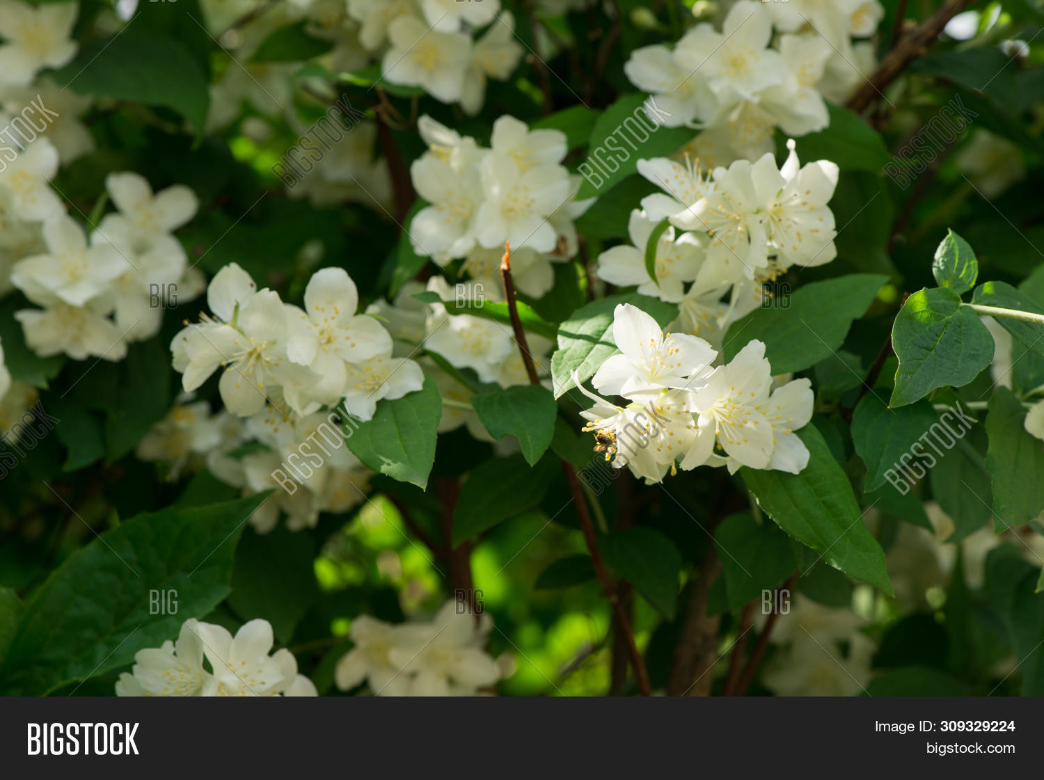 Jasmine Closeup. Image & Photo (Free Trial) | Bigstock