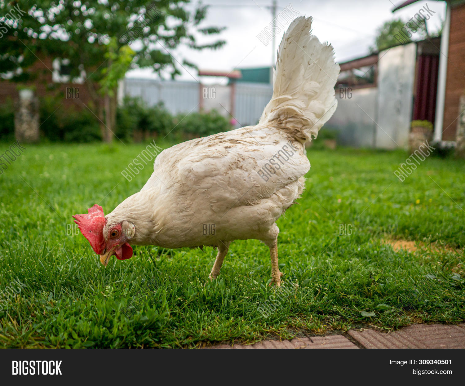 Dirty Thin White Image & Photo (Free Trial) | Bigstock