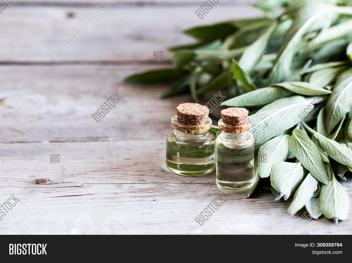 Sage Oil Bottle On Image & Photo (Free Trial) | Bigstock