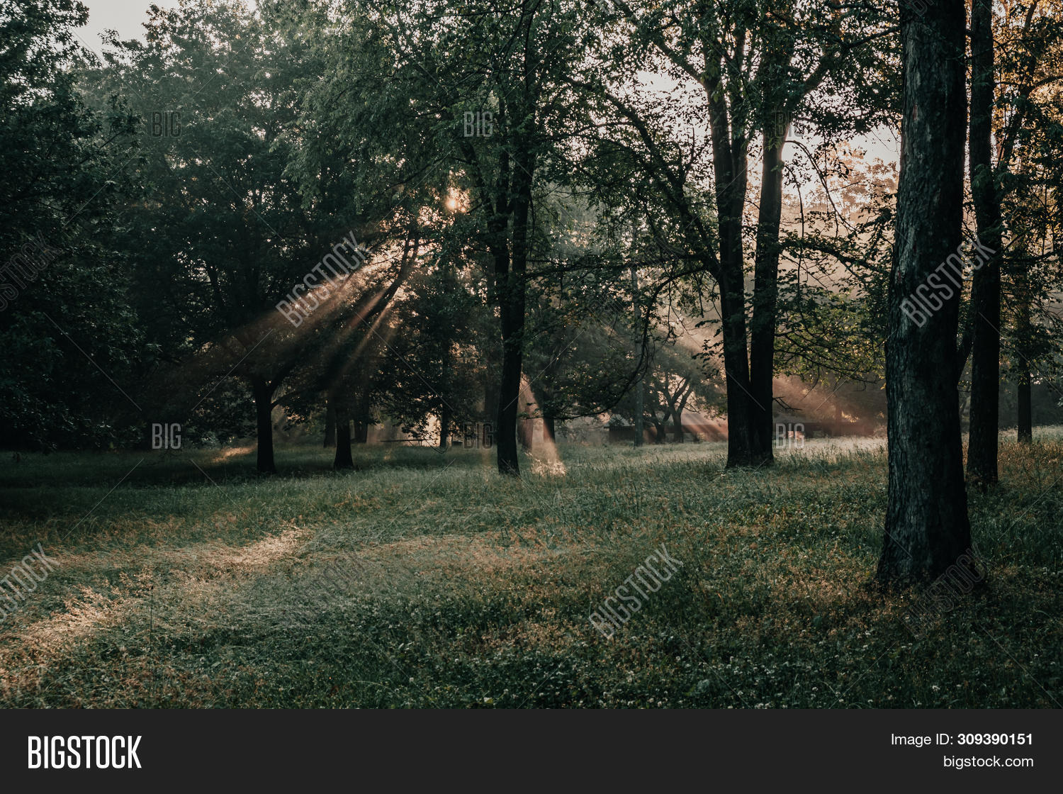 Bursting Light Rays, Image & Photo (Free Trial) | Bigstock