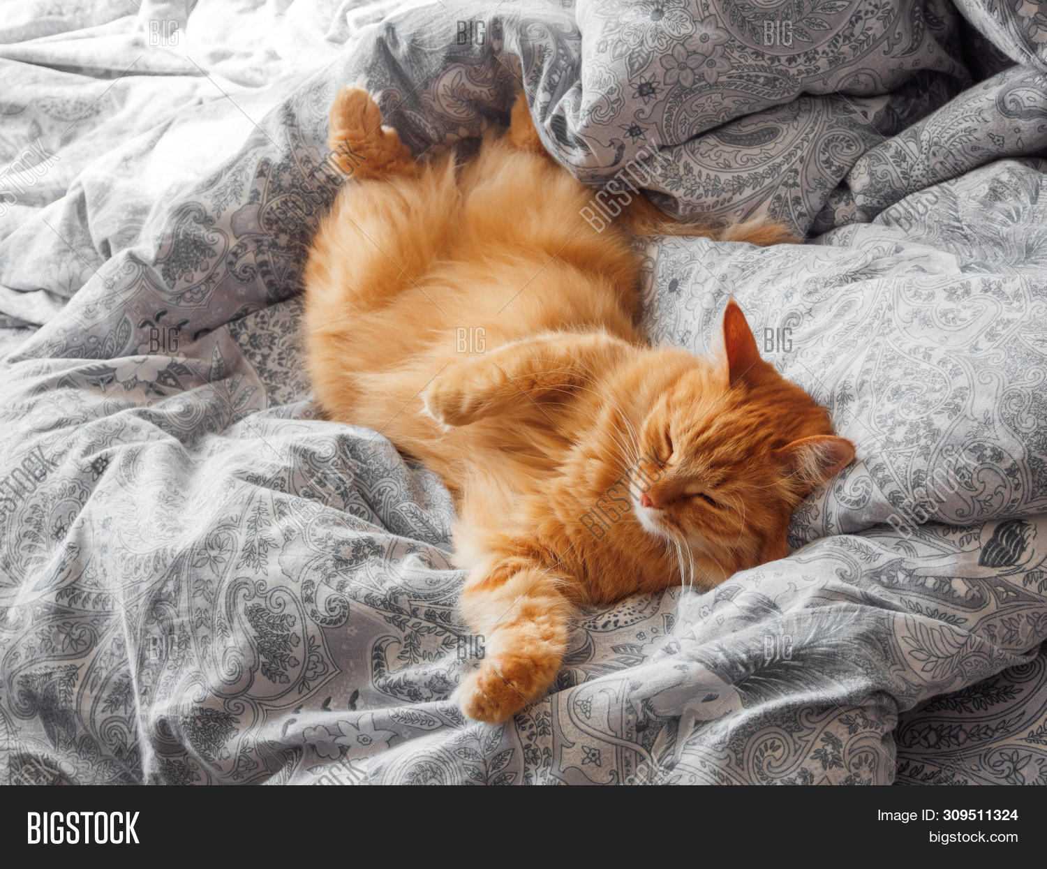 Cute Ginger Cat Lying Image & Photo (Free Trial) | Bigstock
