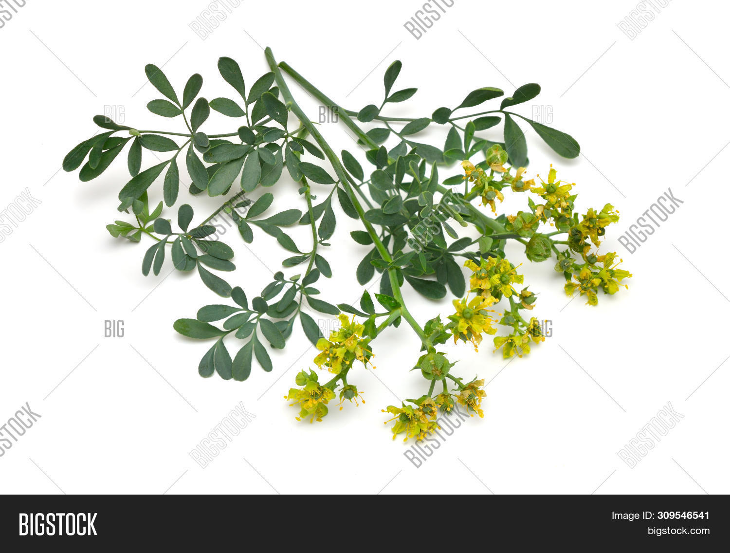 Ruta Commonly Known Image & Photo (Free Trial) | Bigstock