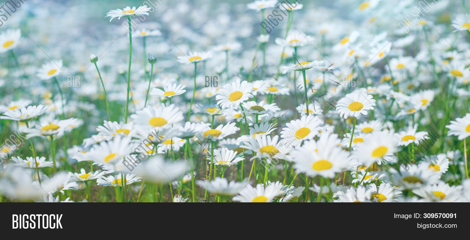 Daisies Field. Summer Image & Photo (Free Trial) | Bigstock