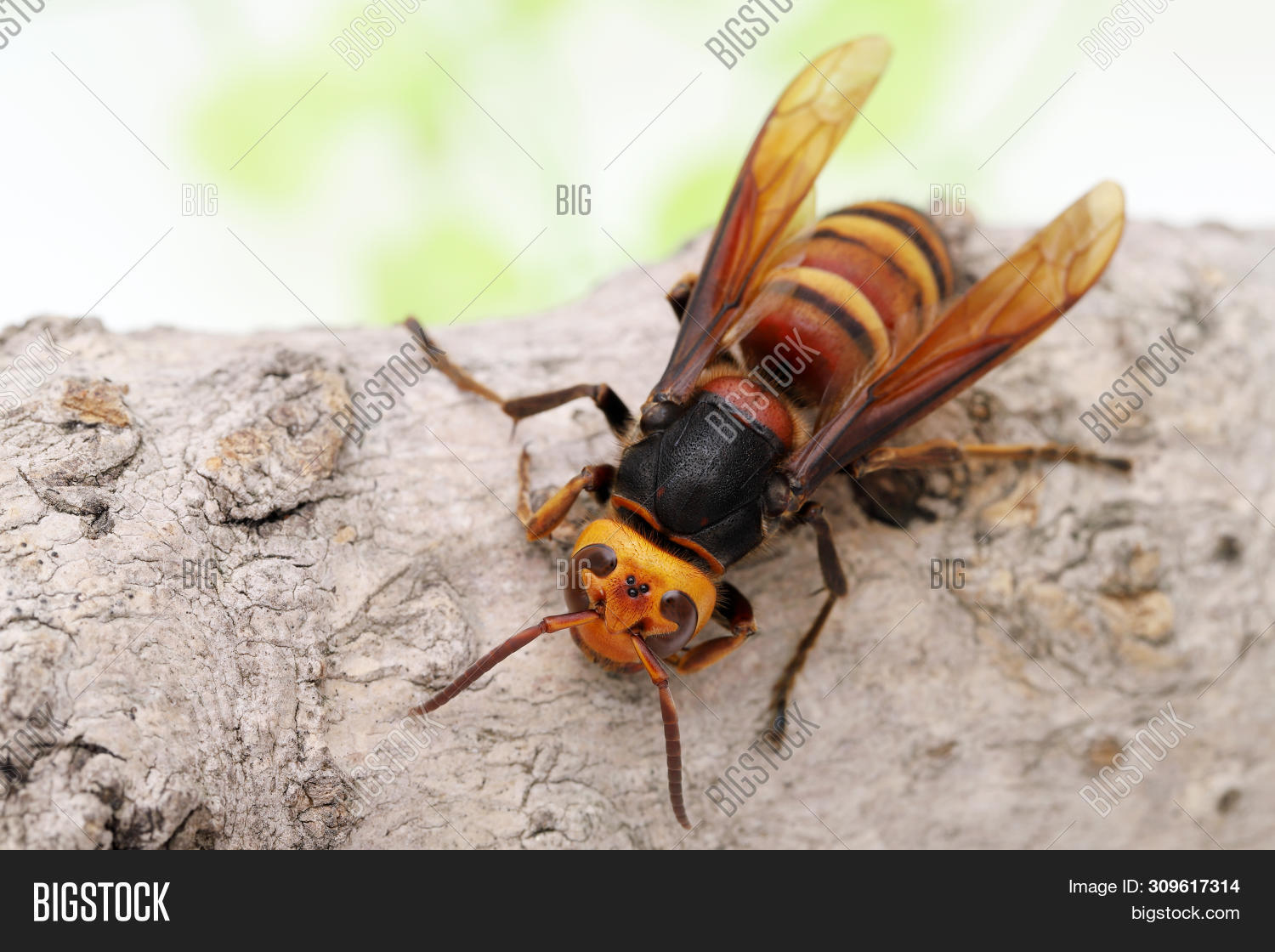 Close Giant Hornet On Image & Photo (Free Trial) | Bigstock