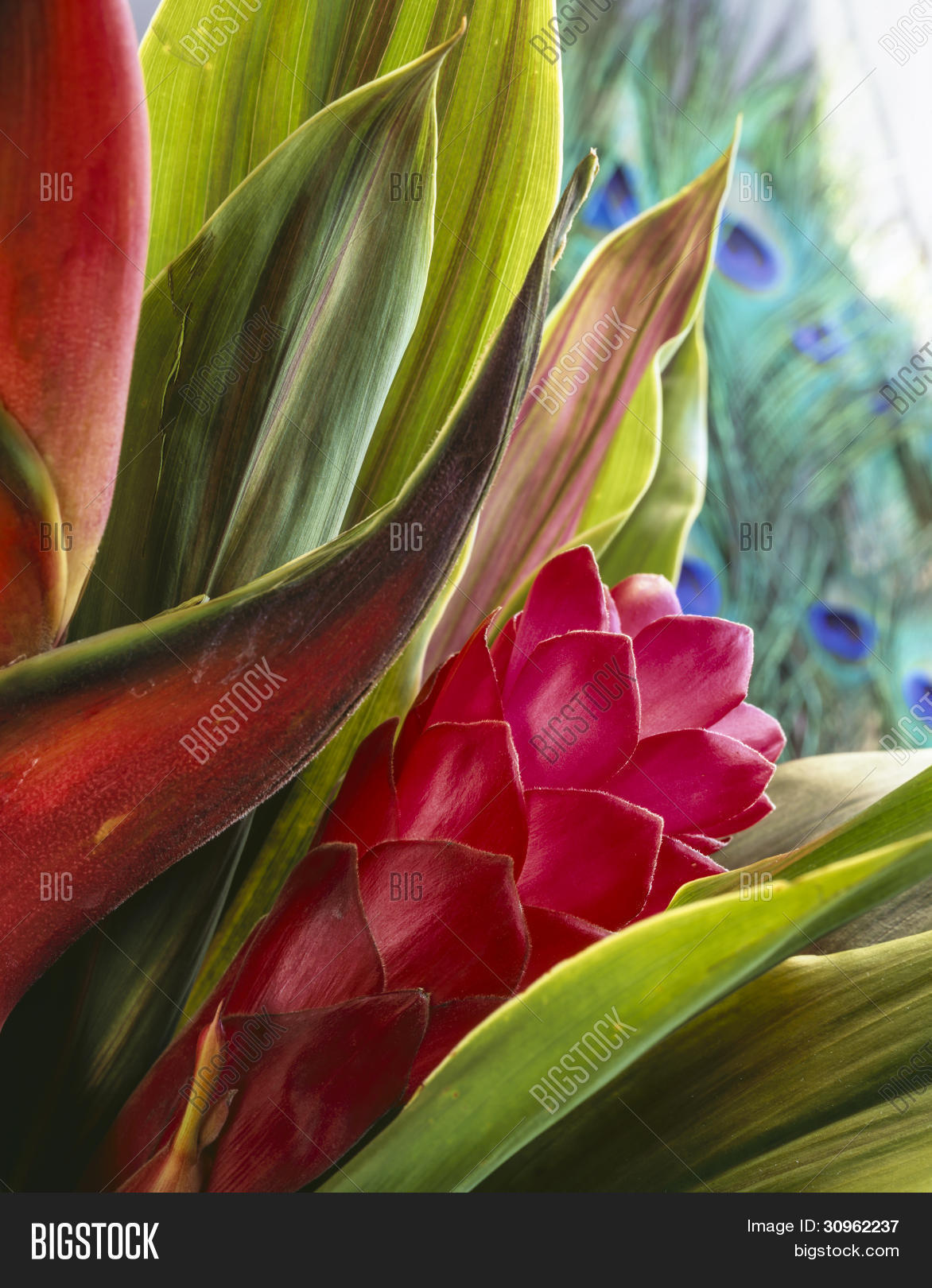 Red Ginger (alpinia Image & Photo (Free Trial) | Bigstock