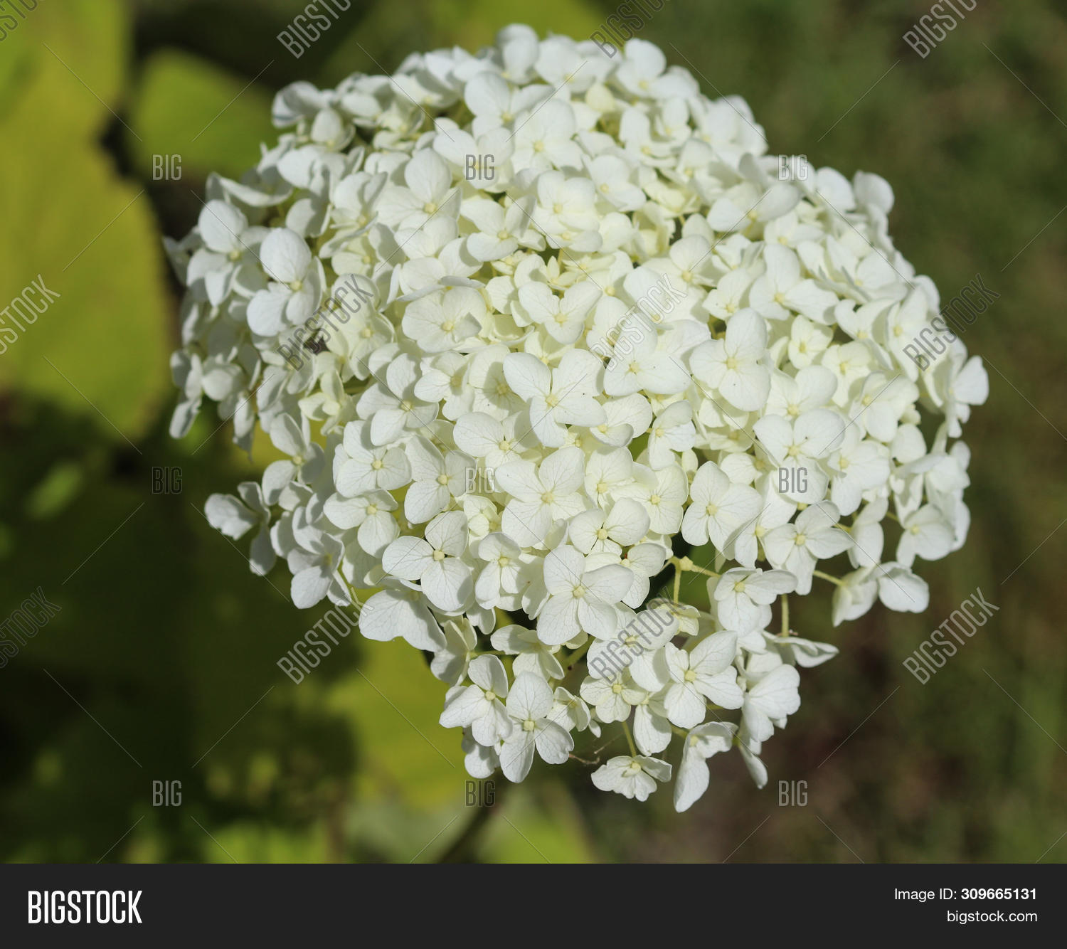 Hydrangea Arborescens Image & Photo (Free Trial) | Bigstock