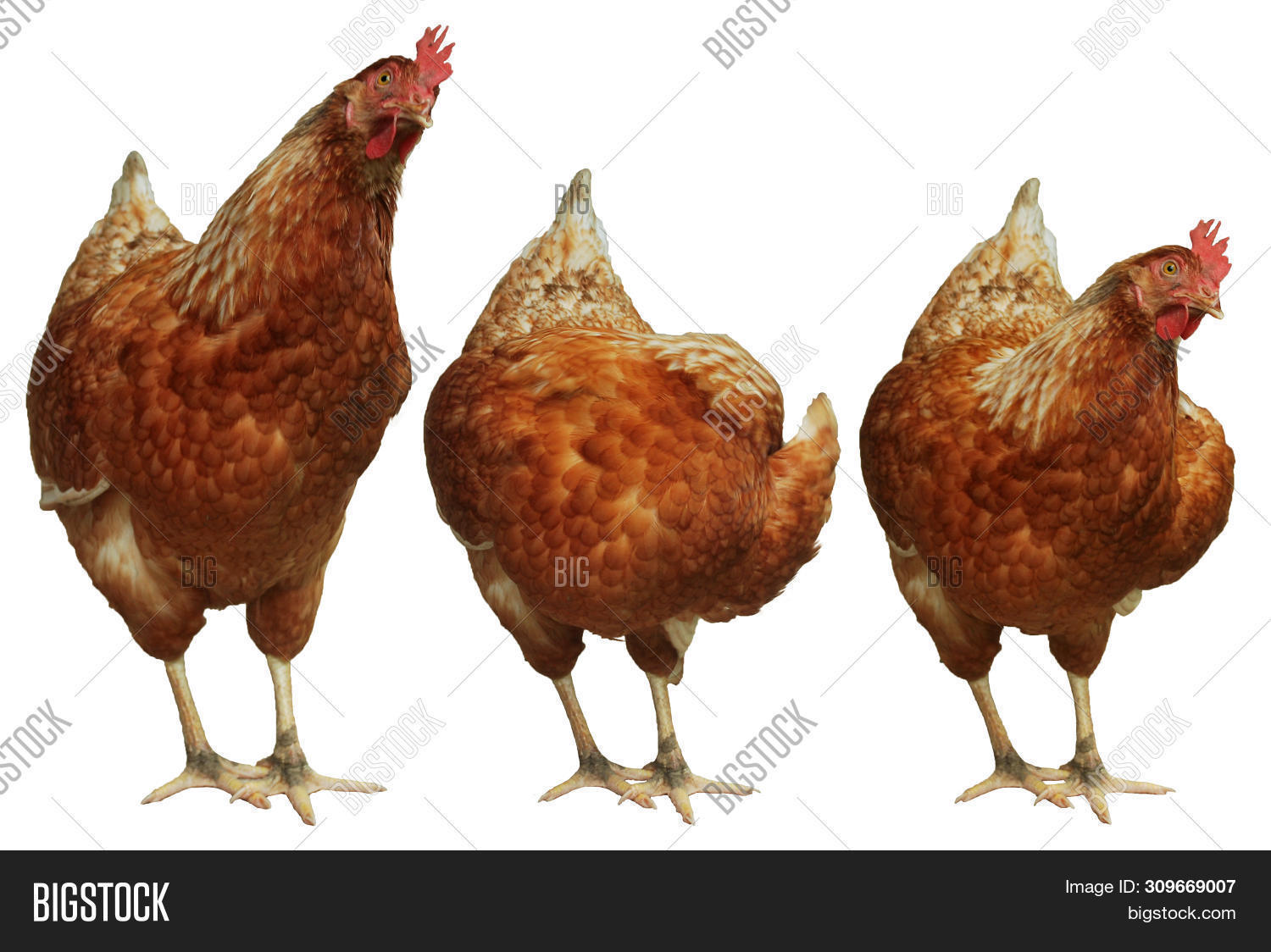Chicken Egg Breeding Image & Photo (Free Trial) | Bigstock