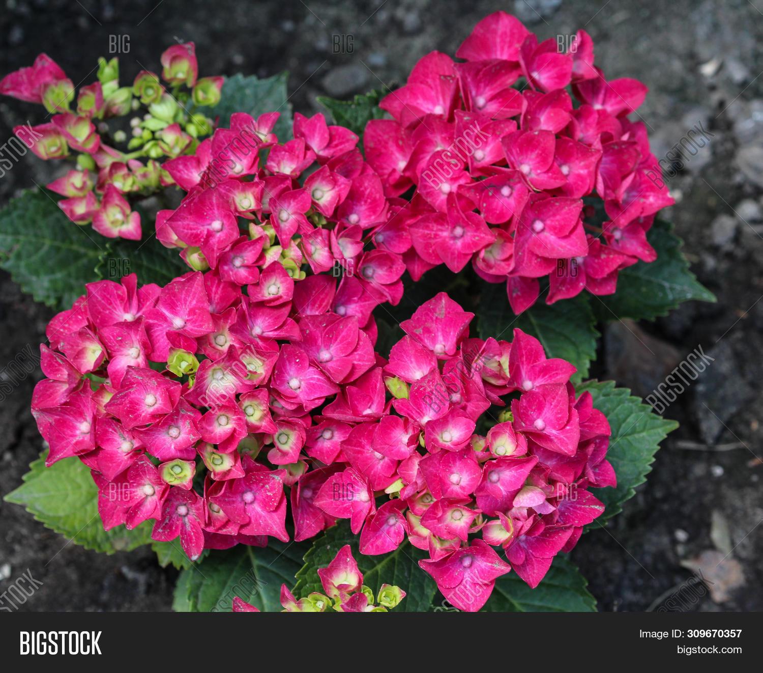 Mopheads Hydrangea ( Image & Photo (Free Trial) | Bigstock