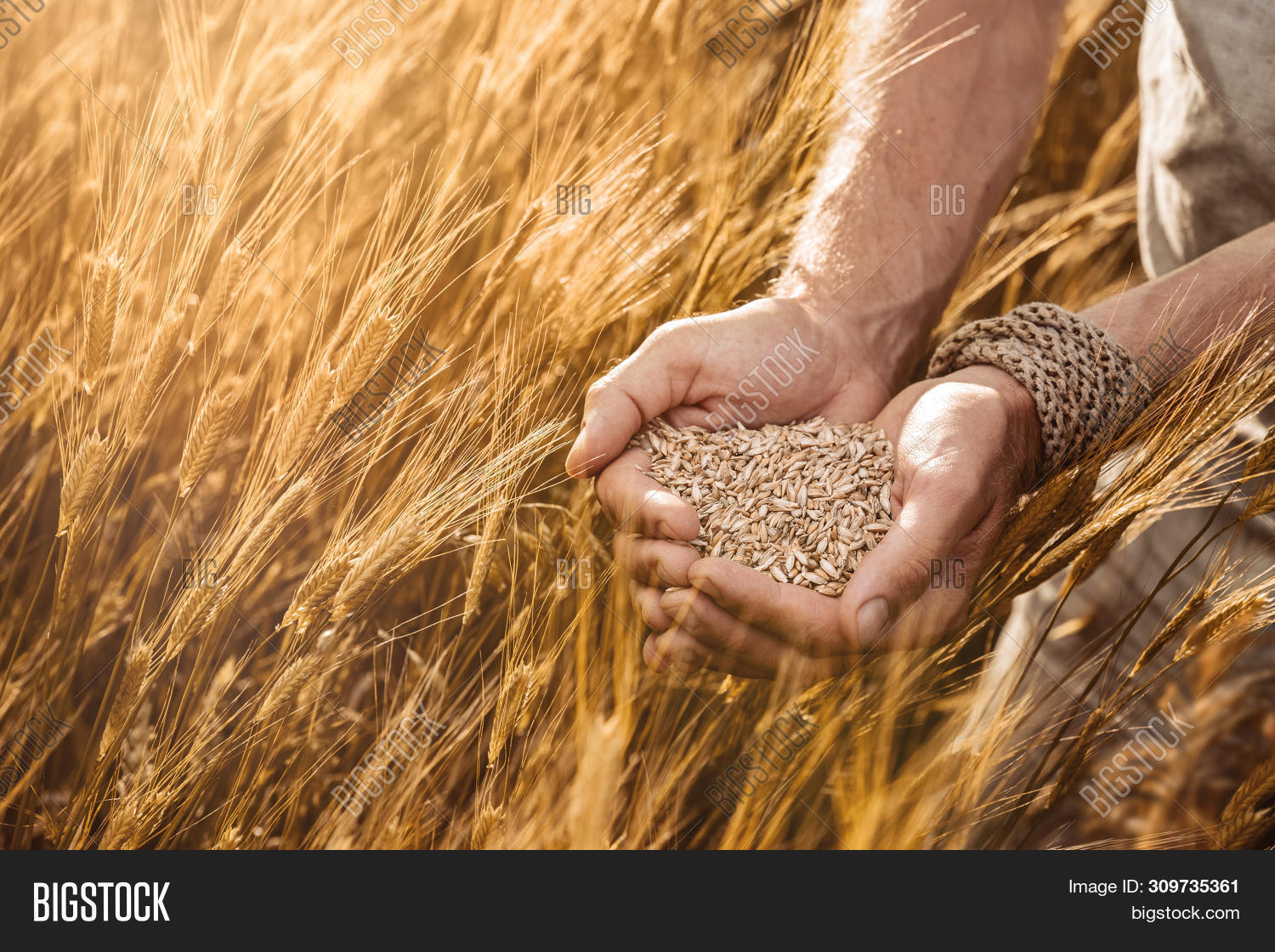 Close Farmer's Hands Image & Photo (Free Trial) | Bigstock
