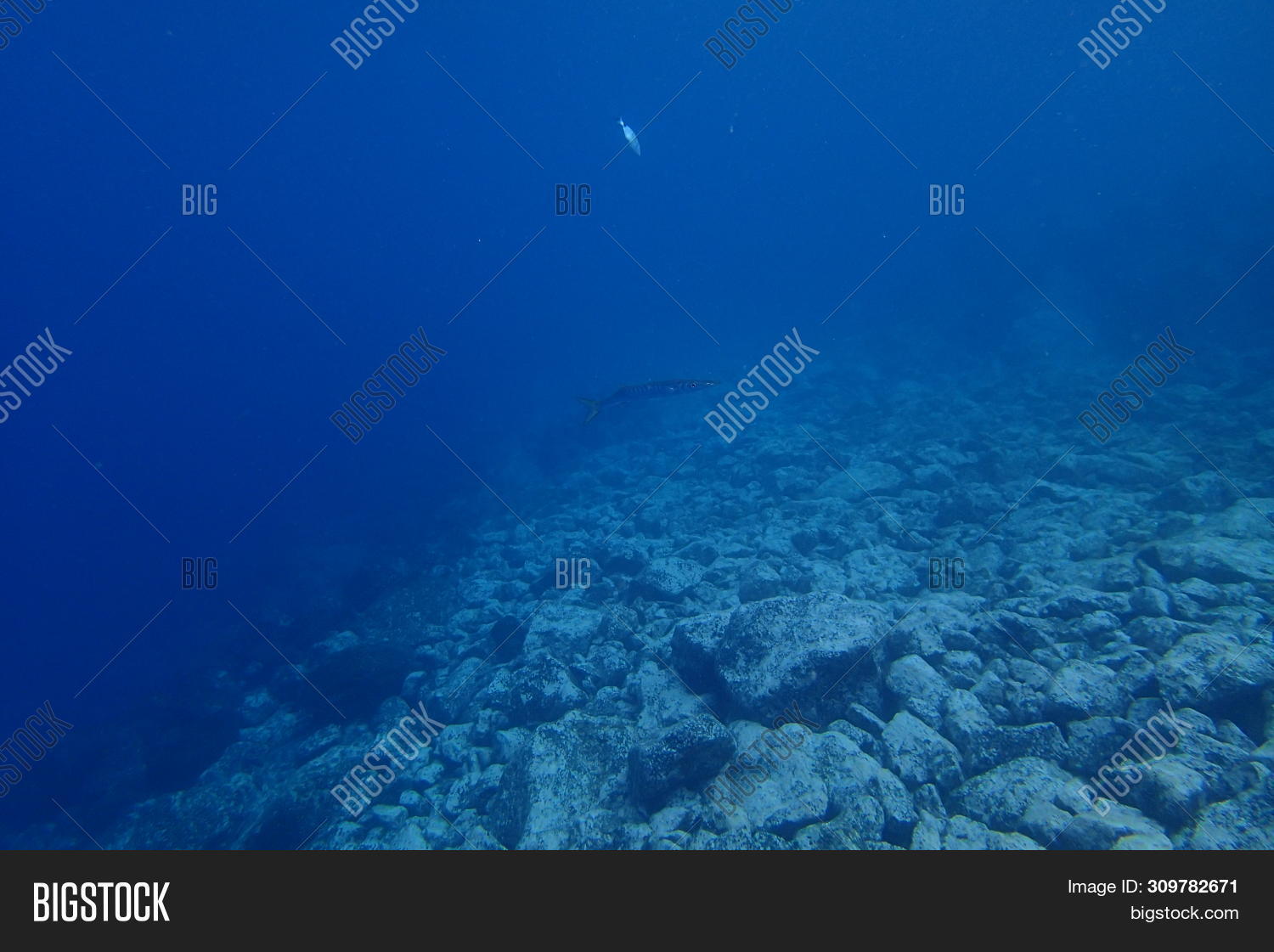 Beautiful Underwater Image & Photo (Free Trial) | Bigstock