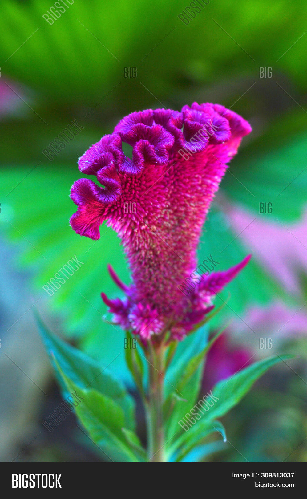 Chicken Comb Plant